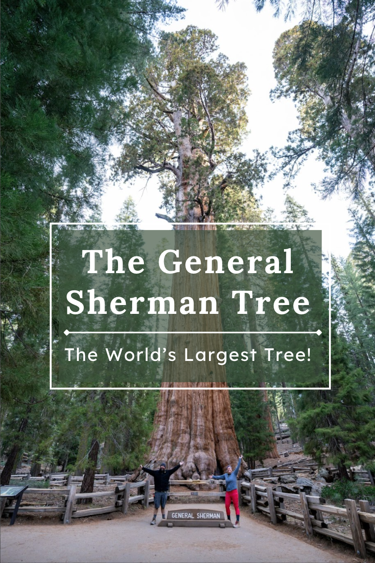 The General Sherman Tree: Everything to Know! - Average Wild Experience